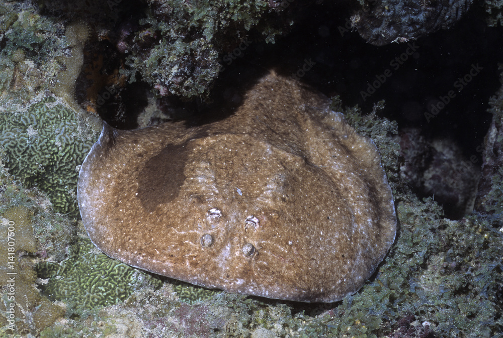 Foto Stock Torpedo fuscomaculata / Torpille tachetée / Raie torpille ...