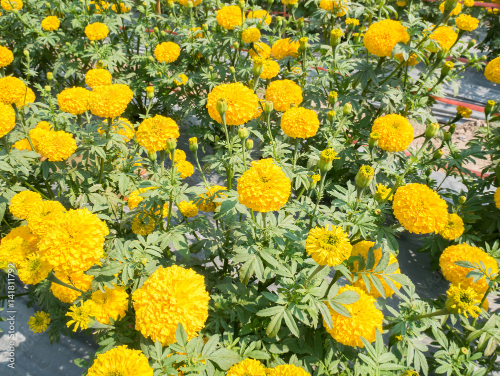 Beautiful marigold flower blossom in agriculture flower farm Stock ...
