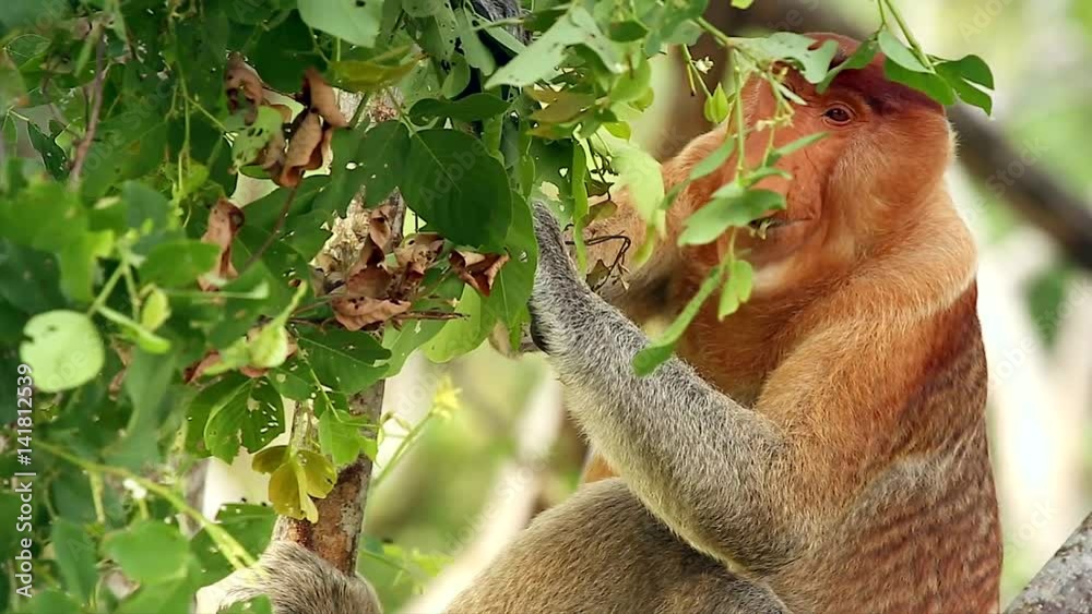 A highly Endangered Proboscis Monkey (Nasalis larvatus) eating leaves ...