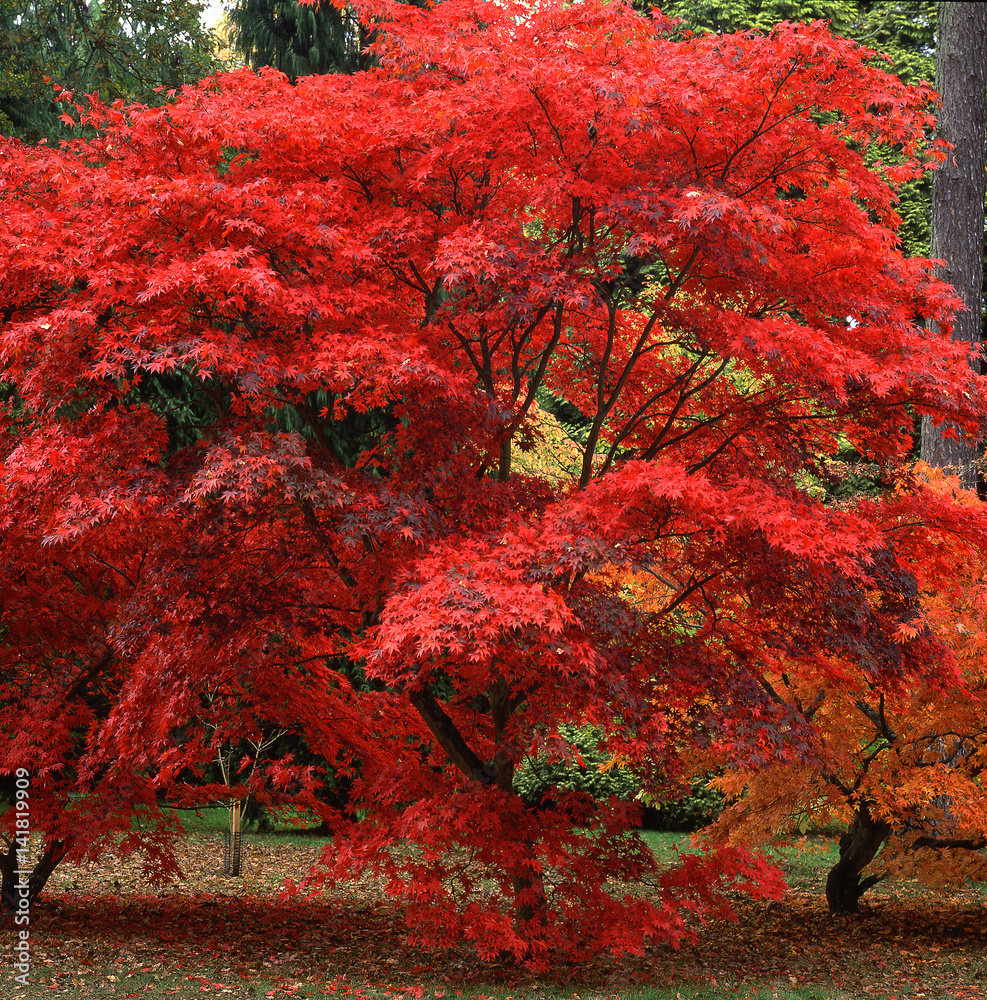 Acer palmatum / Erable palmé / Erable du Japon Stock Photo | Adobe Stock