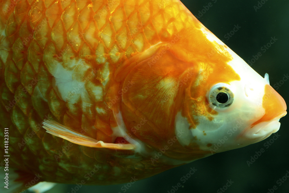 Carassius auratus / Poisson rouge / Carassin doré Stock Photo | Adobe Stock