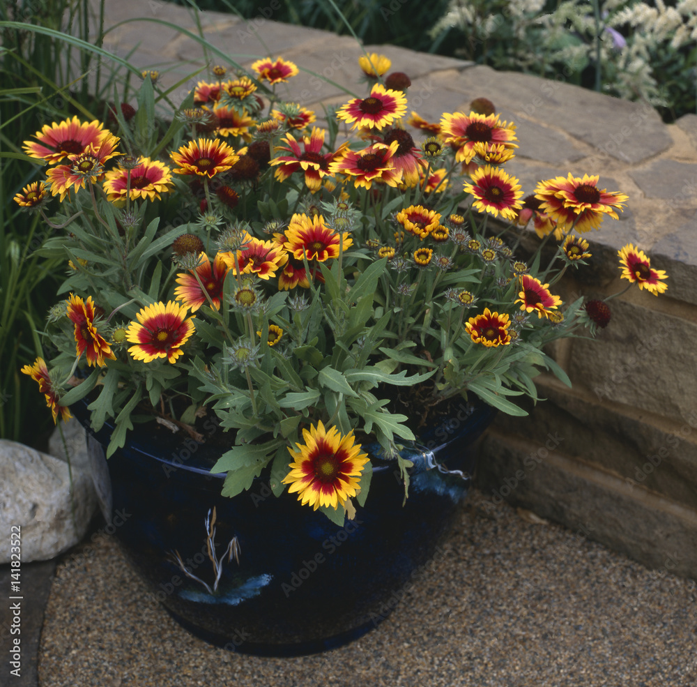 Gaillardia grandiflora / Gaillarde à grandes fleurs Stock Photo | Adobe ...