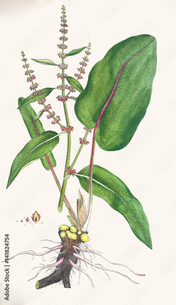 Rumex Obtusifolius