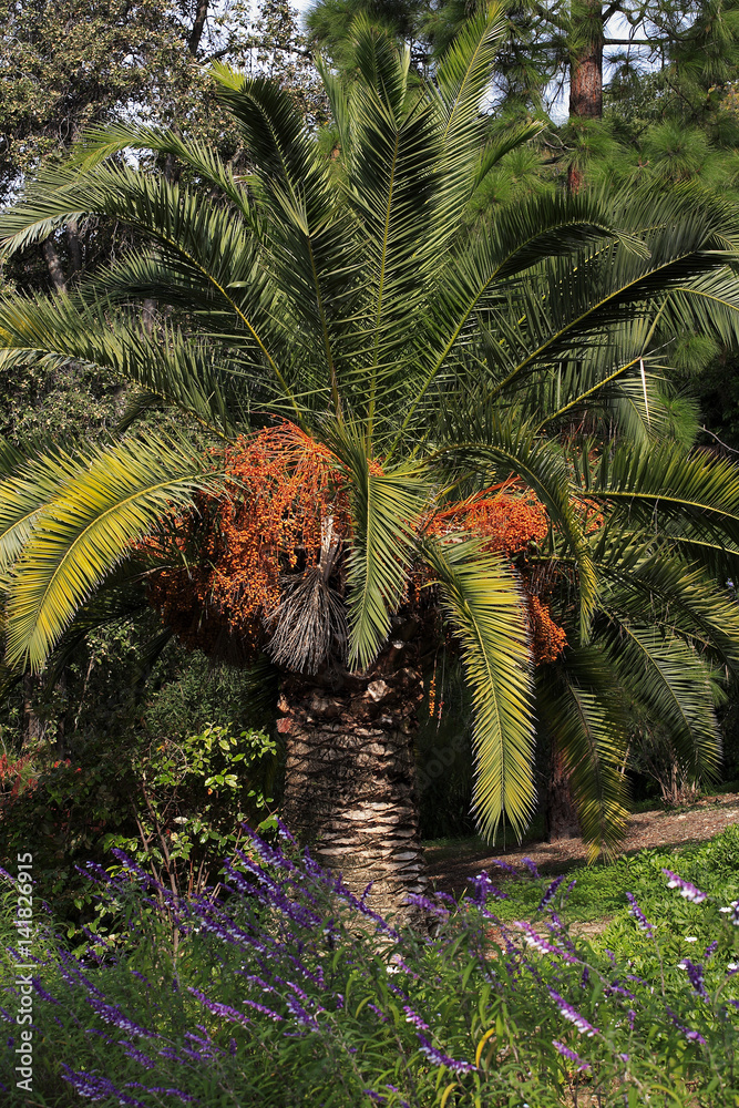 Phoenix canariensis / Dattier des canaries / Palmier des Canaries Stock ...