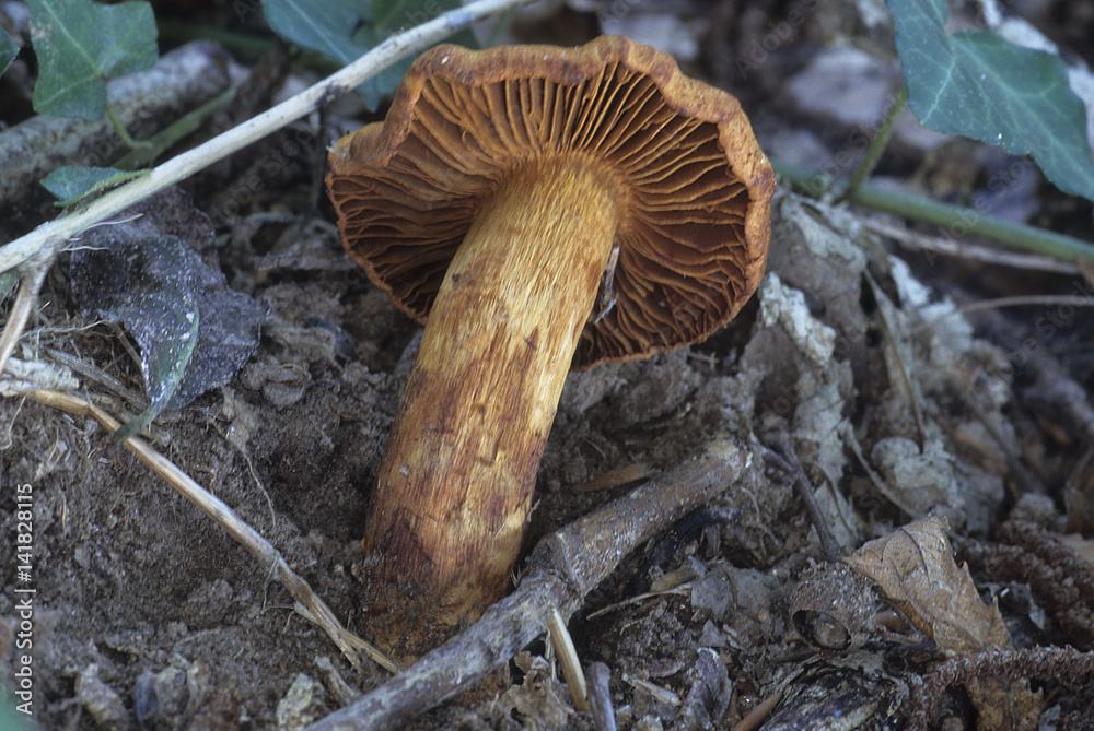 Cortinarius Speciosissimus