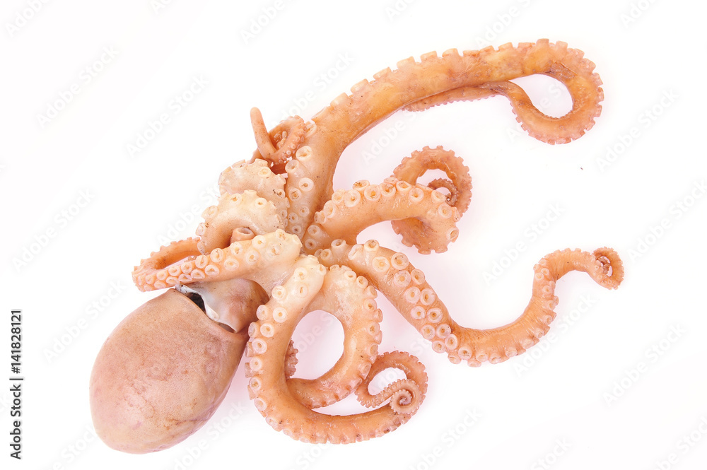 Octopus on a white background Stock Photo | Adobe Stock