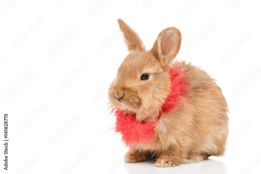Portrait of a beautiful redhead rabbit with a red feather scarf ...