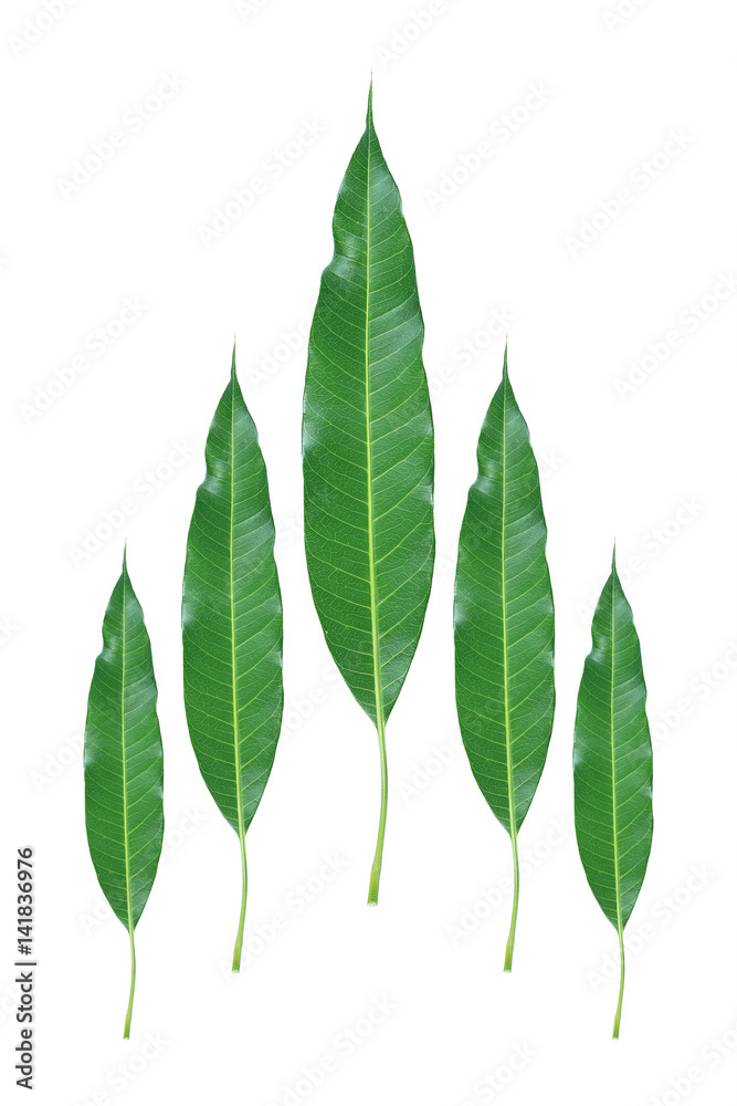 five mango leaves isolated on white Stock Photo | Adobe Stock