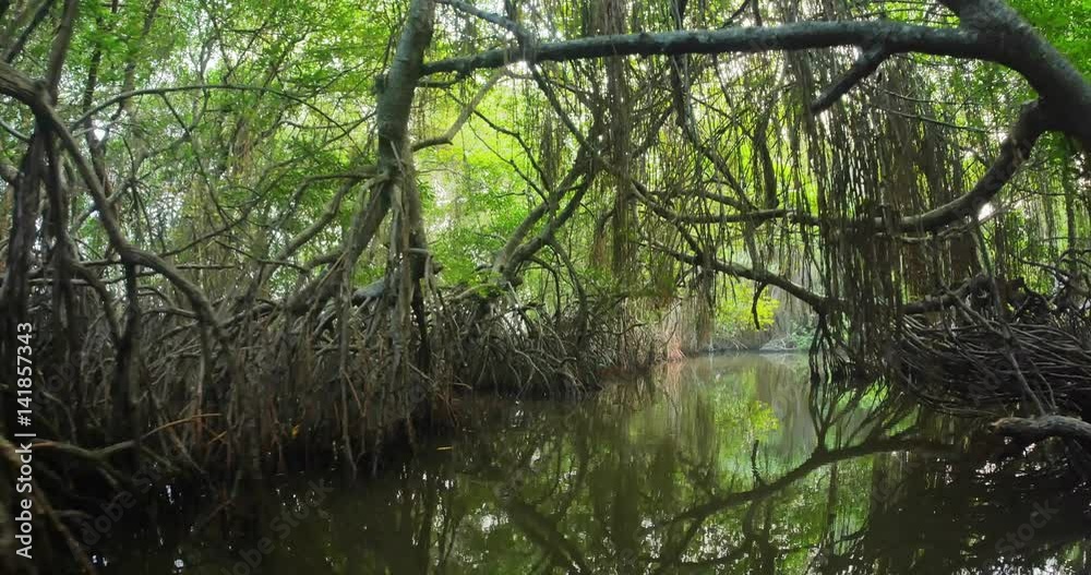 Mangroves massive root system exposed in low tide in river channel ...