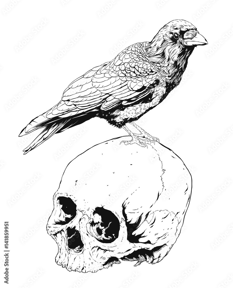 Skull With Crow Isolated On White Background, Vector Illustration Stock ...