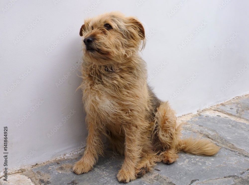 Dog sitting in front of a white wall with wind blowing through his fur ...
