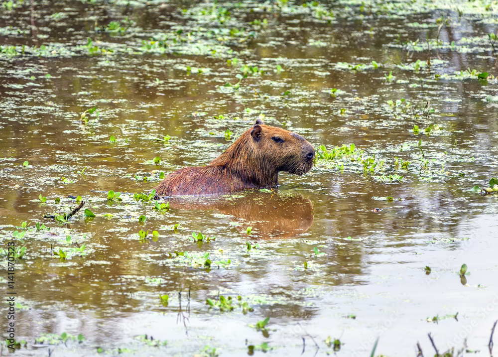 Capybara in the El Cedral - Los Llanos, Venezuela, Latin America Stock ...