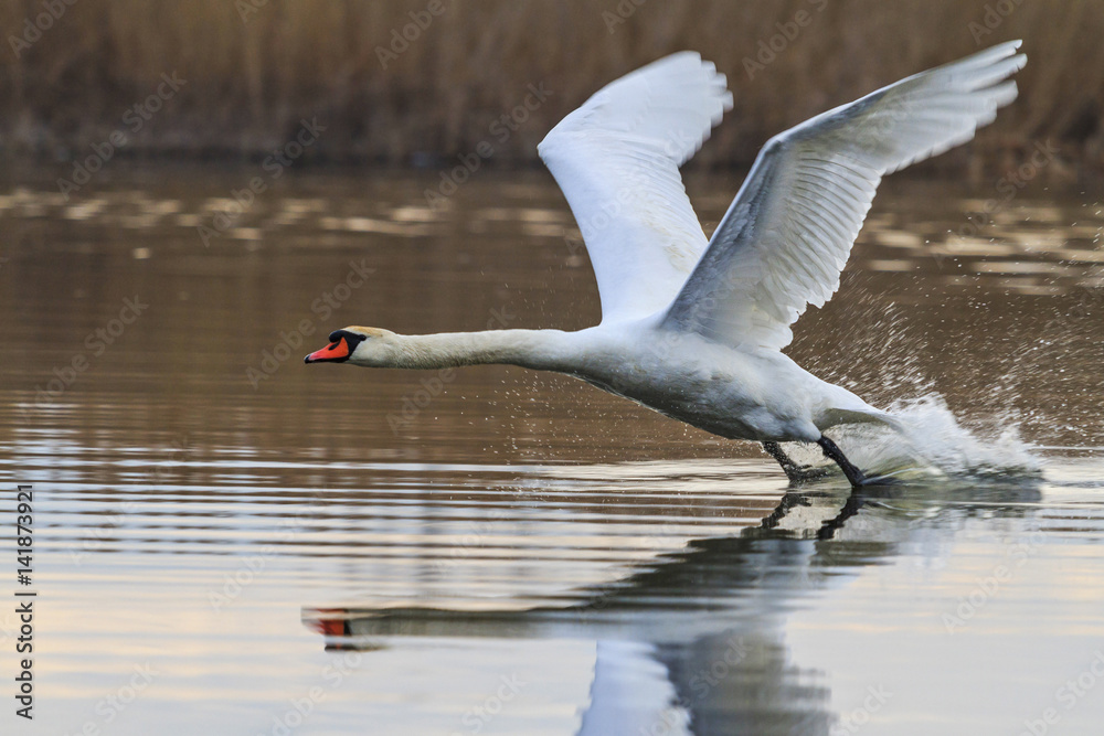 incredible speed splash swan foto de Stock | Adobe Stock