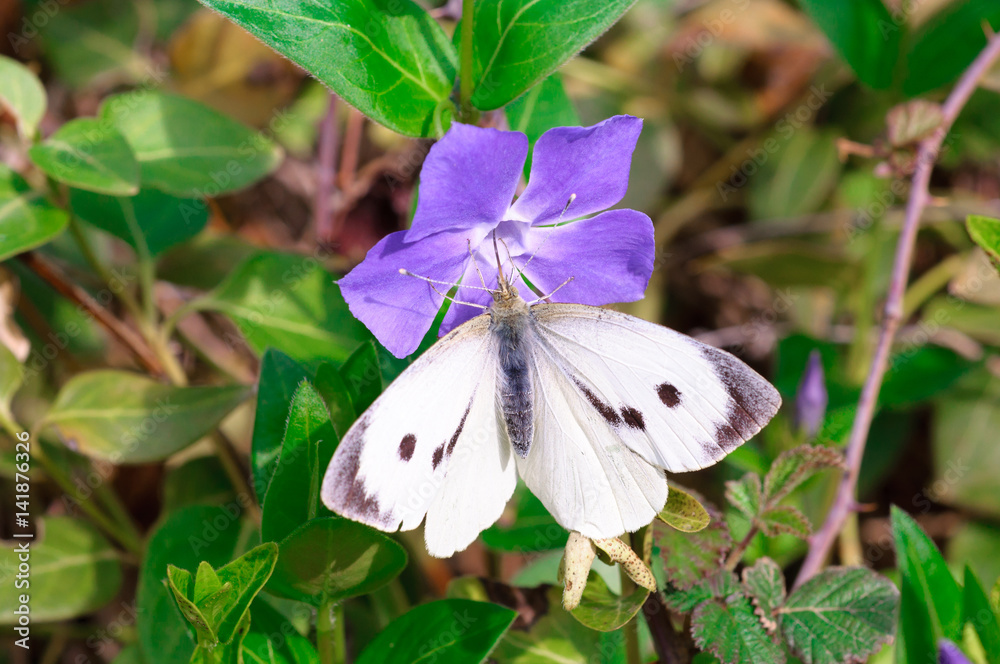 Farfalla Stock Photo | Adobe Stock