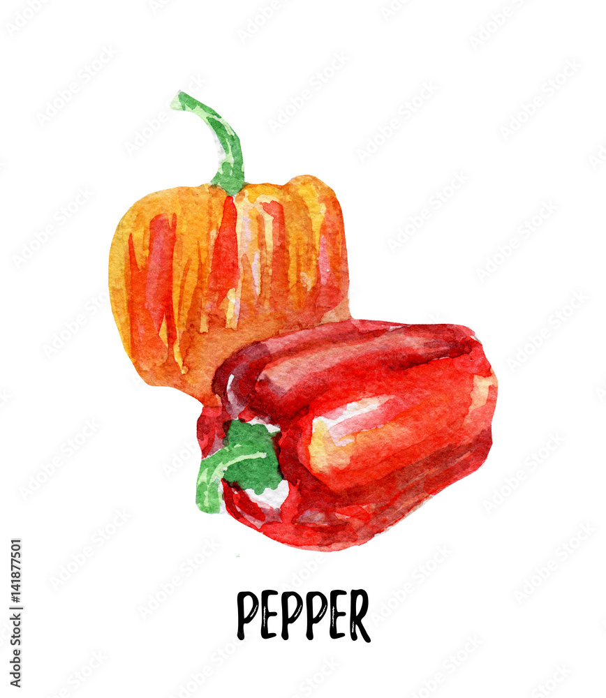 sweet pepper illustration. Hand drawn watercolor on white background ...