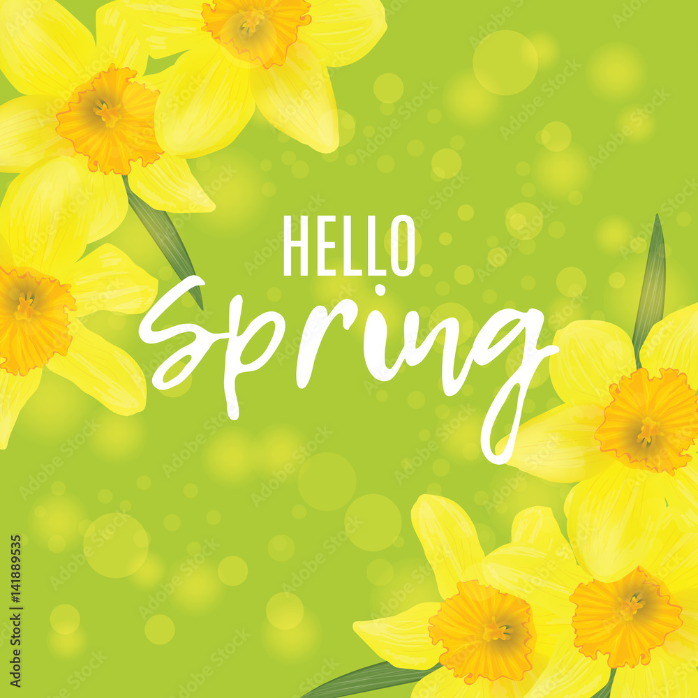 Flower of a daffodil with text. Hello spring. Bright yellow banner with ...