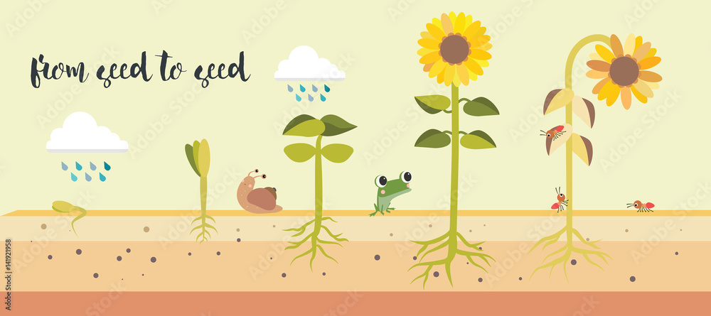 From seed to seed plant growth proccess Stock Vector | Adobe Stock