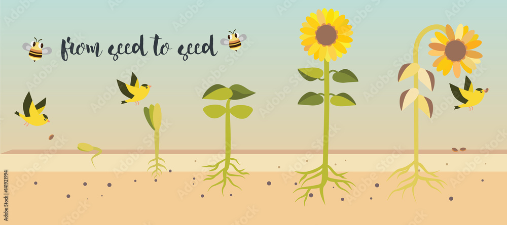 From seed to seed plant growth proccess Stock Vector | Adobe Stock