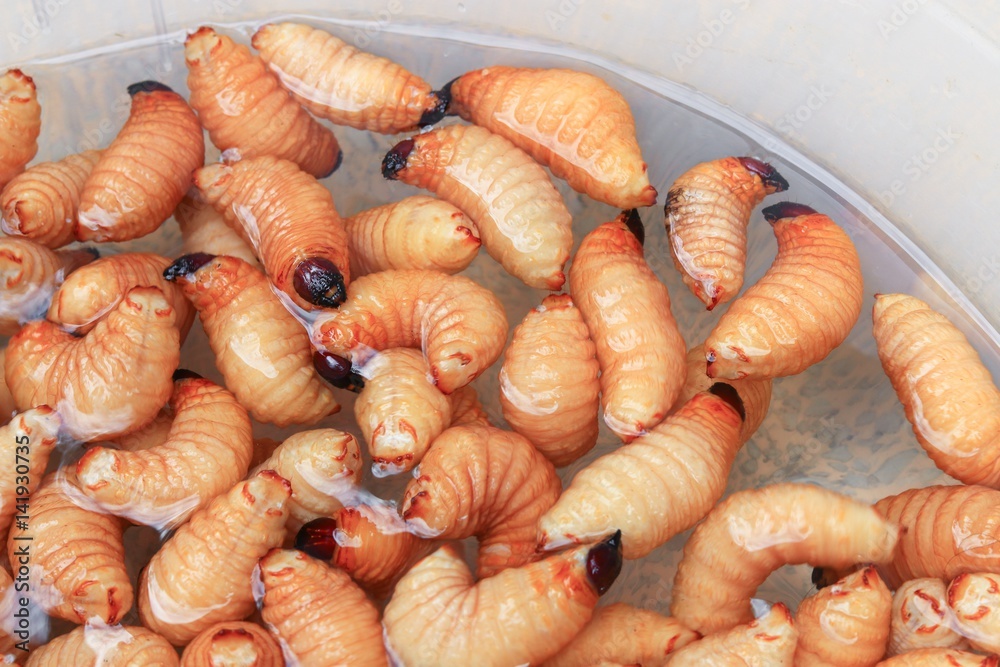 Sago beetle or worm palm weevil red motion in water sink white ...