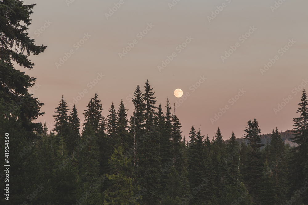 Full Moon Over Forest Trees foto de Stock | Adobe Stock