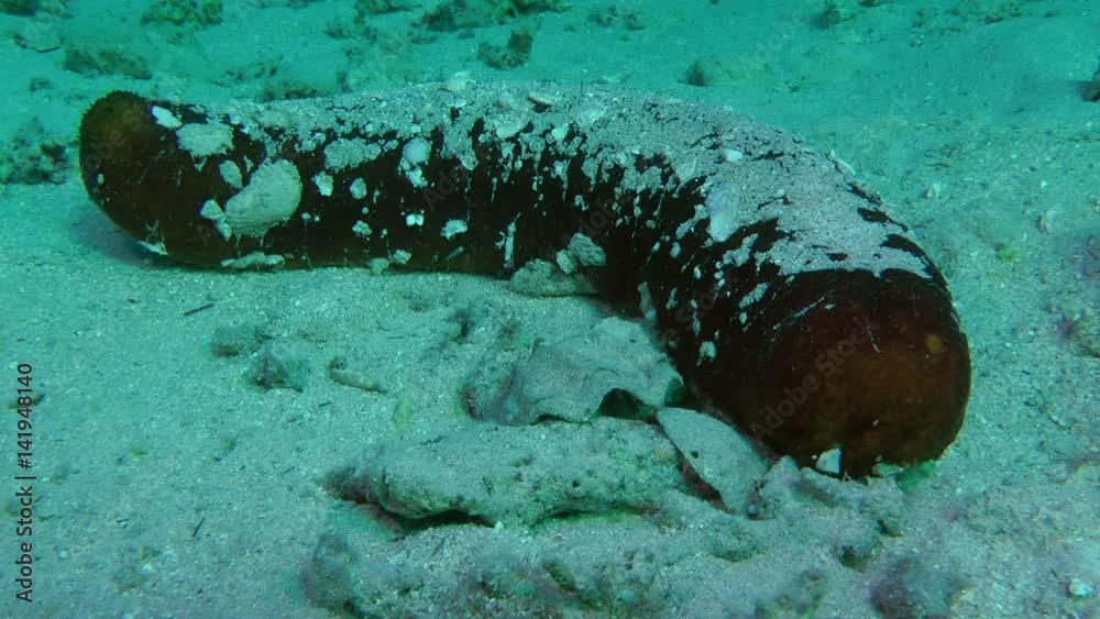 Vidéo Stock Black sea cucumber (Holothuria atra) on a sandy bottom ...