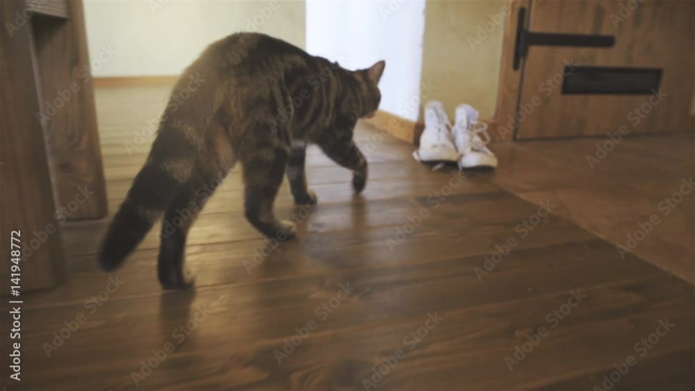 Curious cat walking in house 4K Stock ビデオ | Adobe Stock