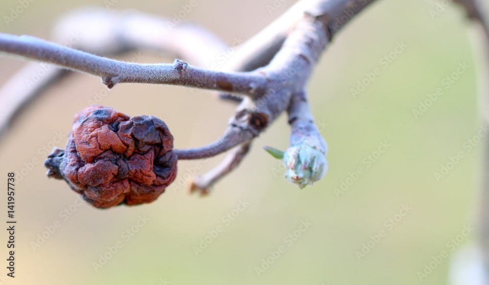 rotten apple and apple bud just before blossoming.symbol of new life ...