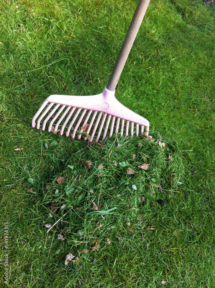 A heap of cut grass is raked up with a pink plastic rake in the garden ...