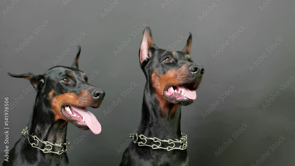 black and brown doberman pinschers sitting and breathing hard on dark ...