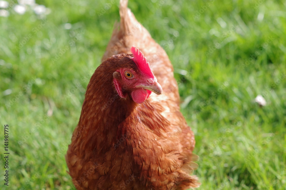 Poule pondeuse rousse Stock Photo | Adobe Stock