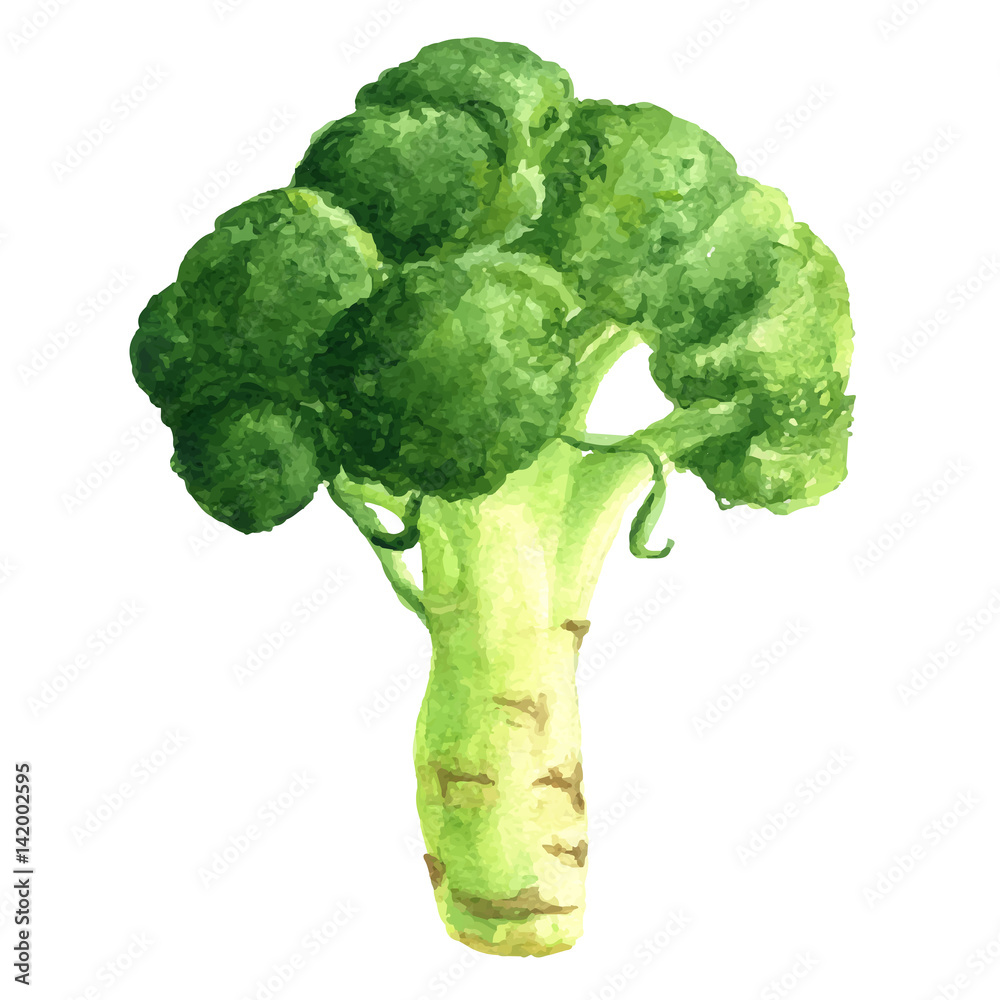 Watercolor broccoli, hand drawn delicious food illustration, isolated ...
