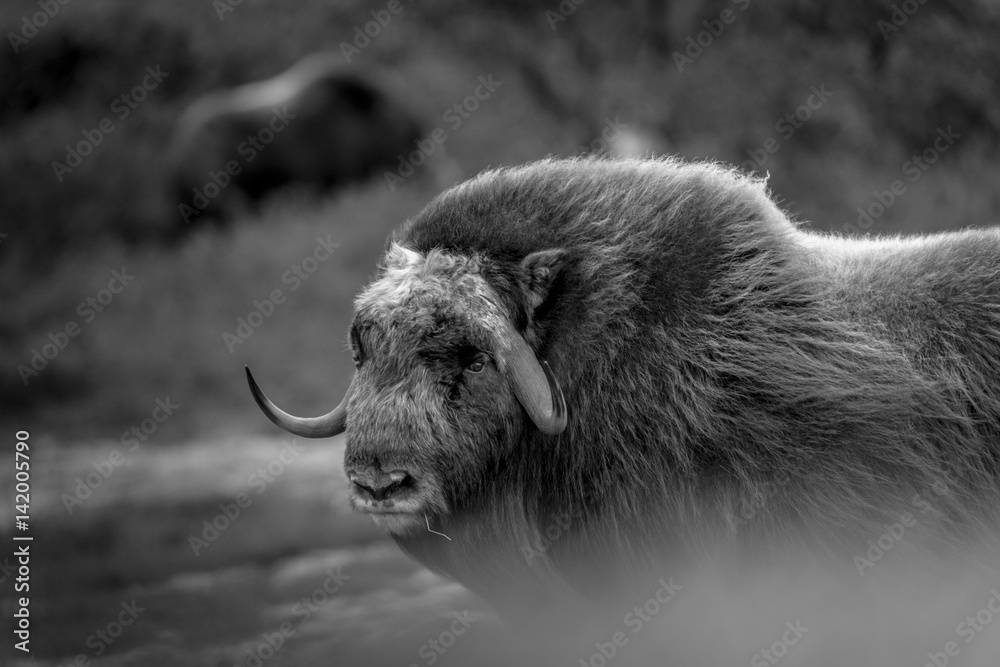 Straw eating musk ox Stock Photo | Adobe Stock
