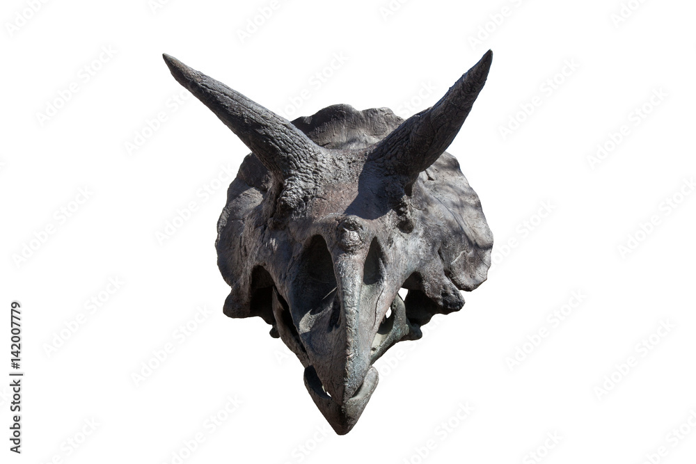 Dinosaur skeleton. Triceratops Fossil skull over white isolated ... Dinosaur skeleton. Triceratops Fossil skull over white isolated ...