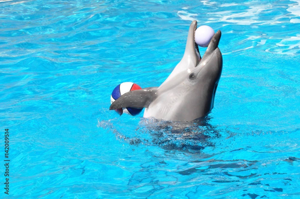 Dolphin playing with the beach ball in the pool Stock Photo | Adobe Stock