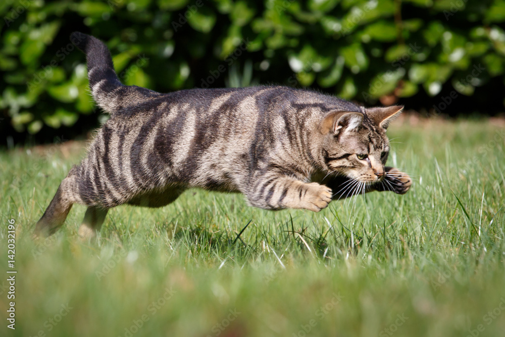 Katze im Sprung Stock Photo | Adobe Stock