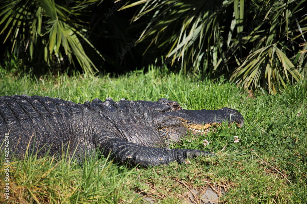 Alligator laying in the sun on riverbank Stock Photo | Adobe Stock