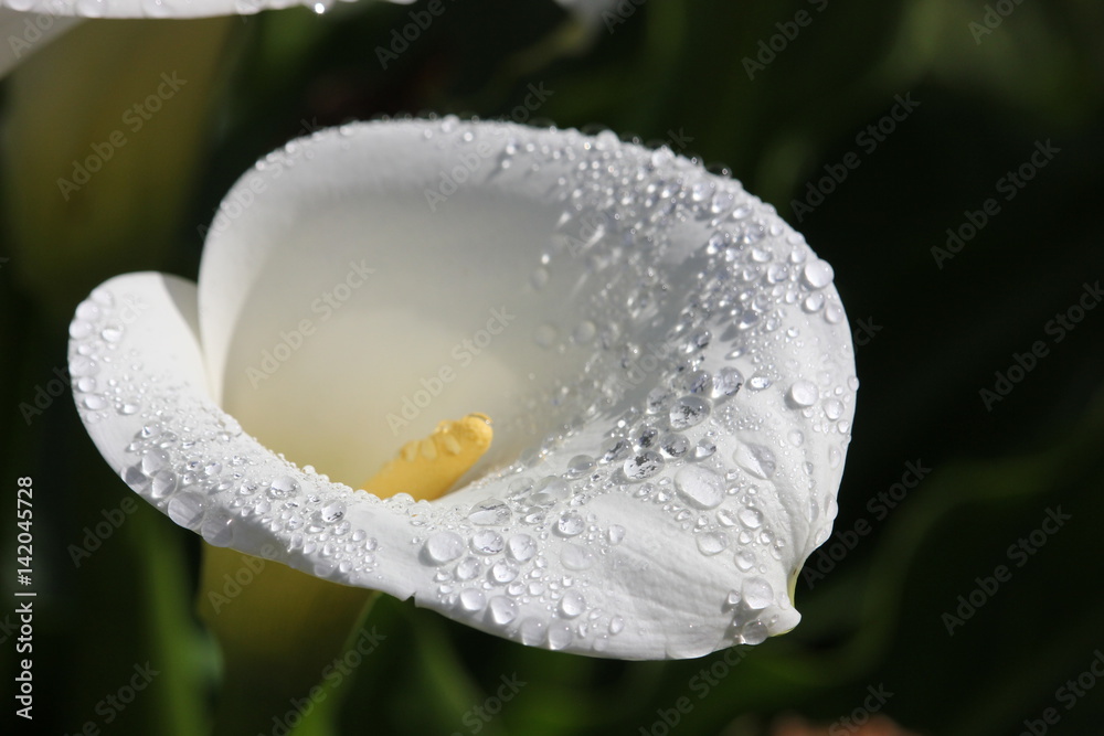 Calla lily covered in morning dew Stock Photo | Adobe Stock