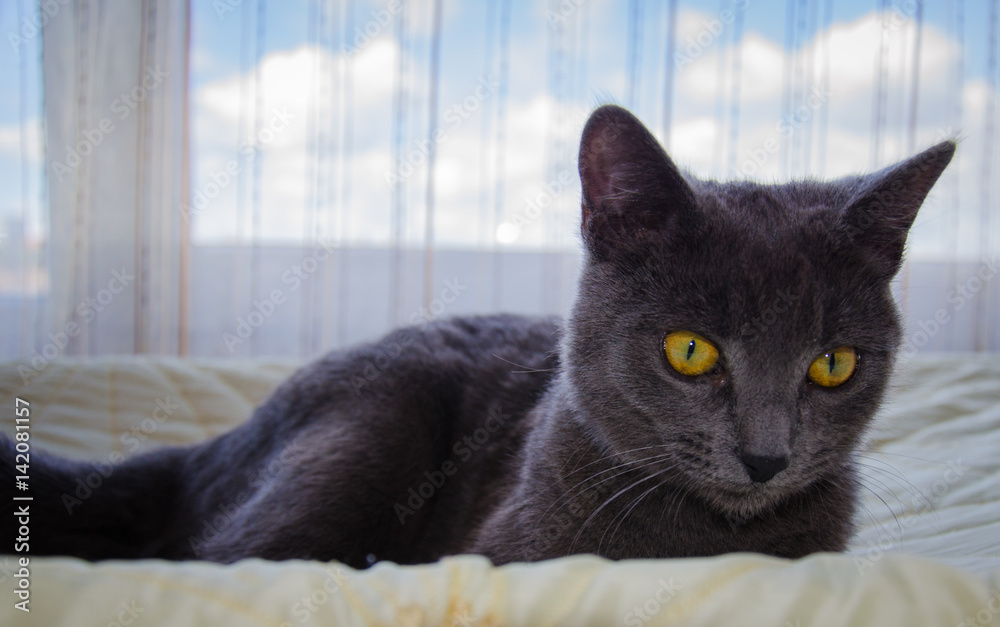 Russian blue cat with yellow eyes is lying Stock Photo | Adobe Stock
