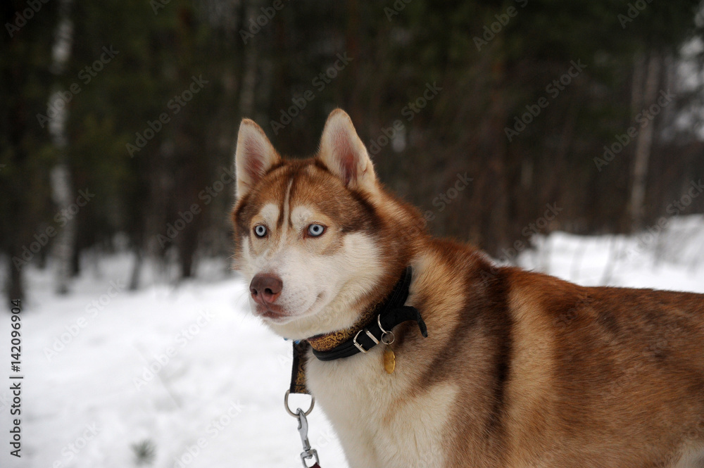 Red haired husky in winter Stock Photo | Adobe Stock