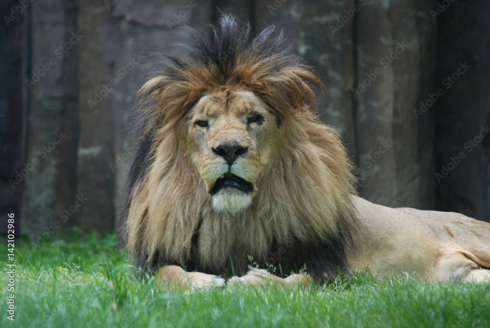Beautiful Face of a Male Lion with a Thick Fur Mane Stock Photo | Adobe ...