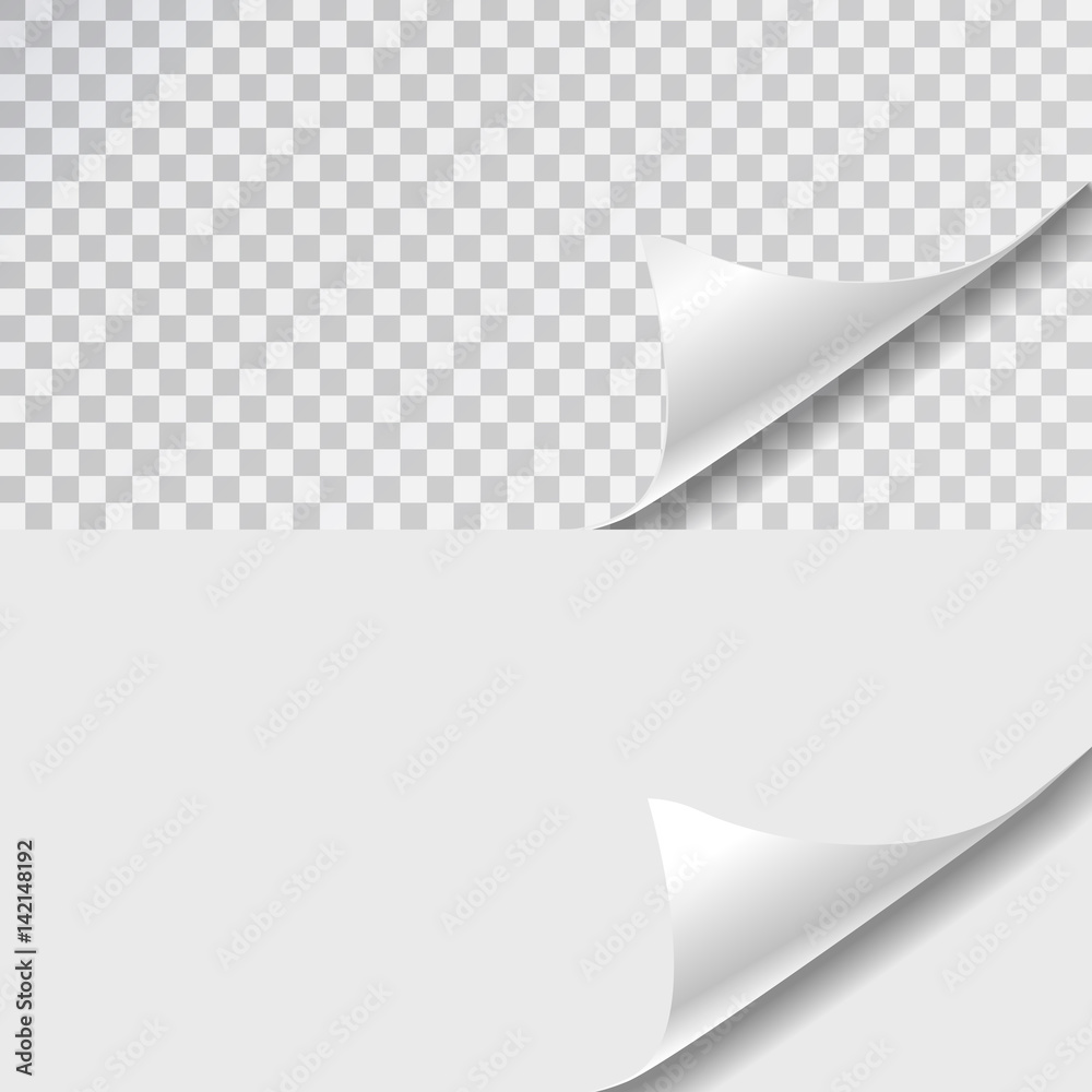 Vector realistic paper page curl on the transparent and white ...
