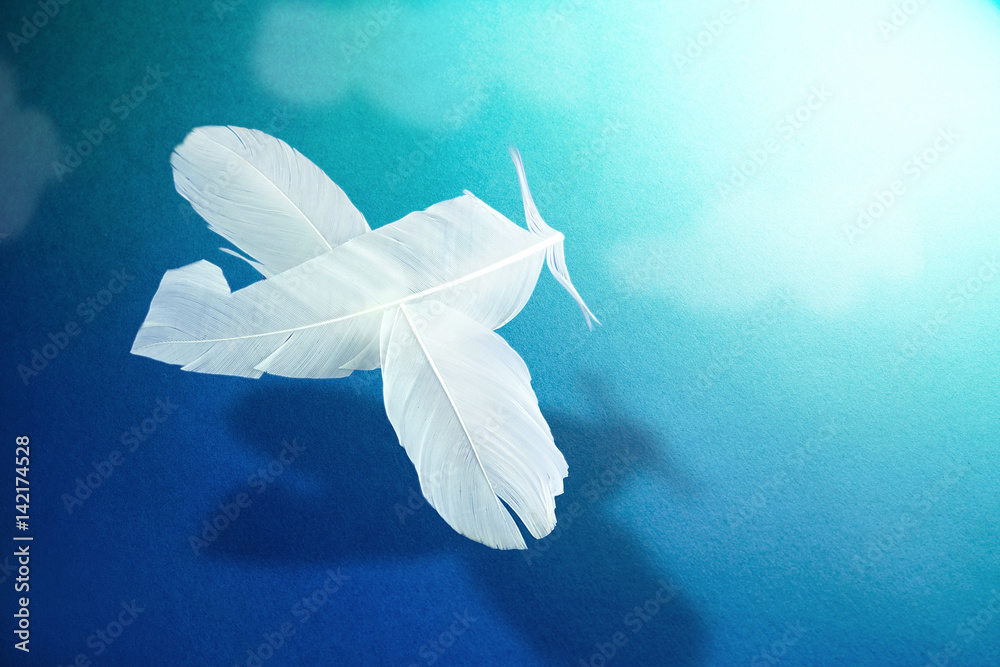 Plane of white bird feathers on background of blue texture paper with ...
