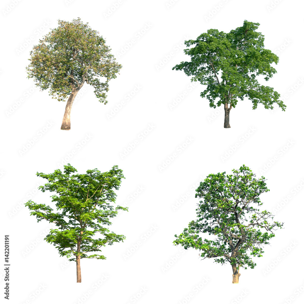 Group of trees on white background. Stock Photo | Adobe Stock