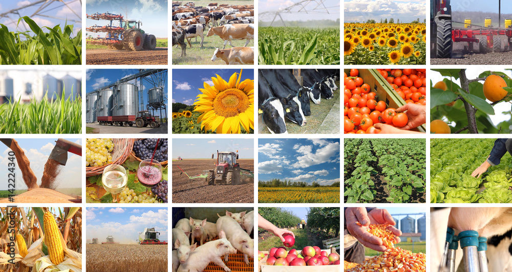 Agriculture - food production, corn, irrigation, lettuce, sunflower ...