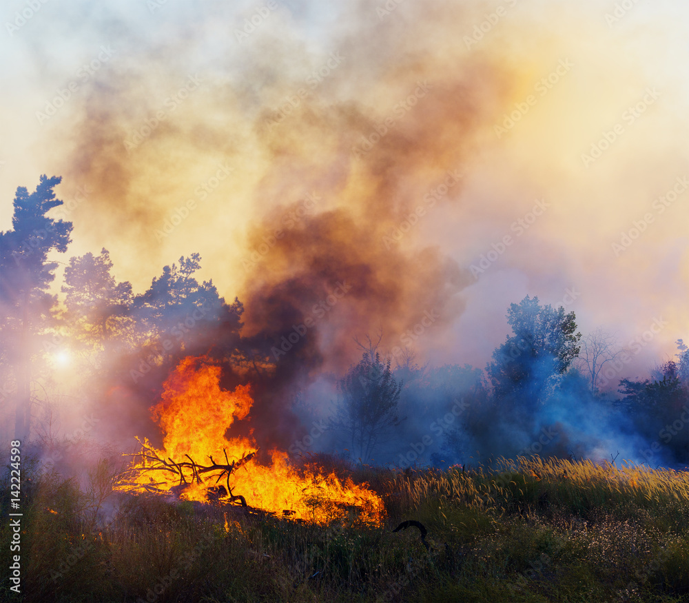Wind blowing on a flaming trees during a forest fire. Stock Photo ...