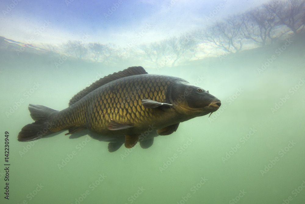 Fotografia do Stock: Underwater shot of the fish (Carp of the family of ...
