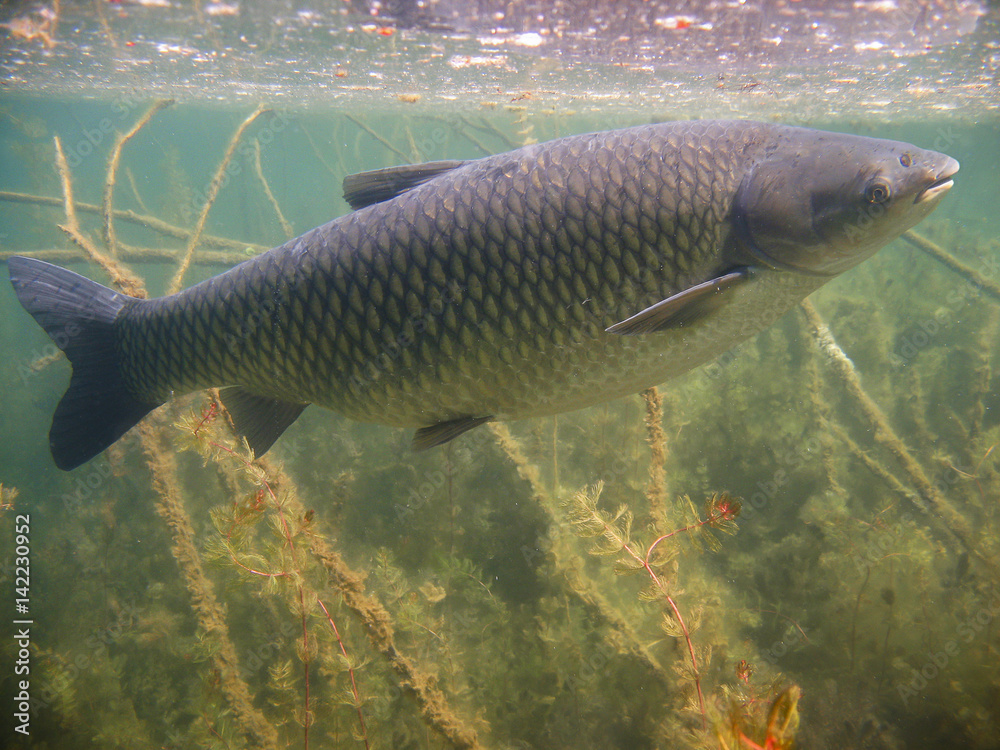 Underwater picture of Grass carp (Ctenopharyngodon idella). Wild life ...