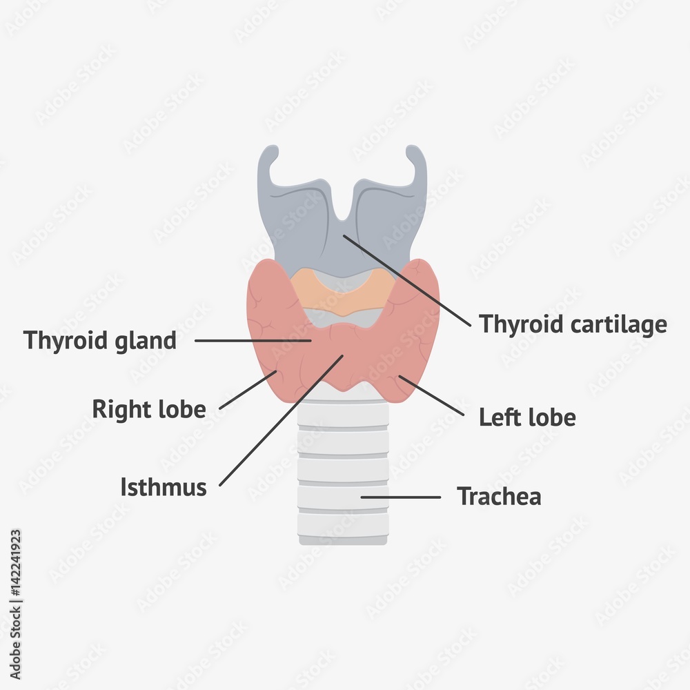 Human larynx anatomy Stock Vector | Adobe Stock