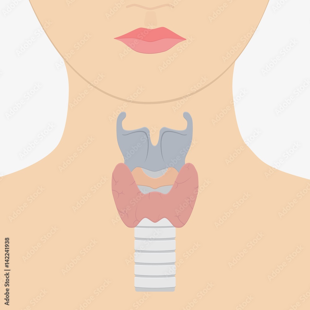 Human larynx anatomy Stock Vector | Adobe Stock