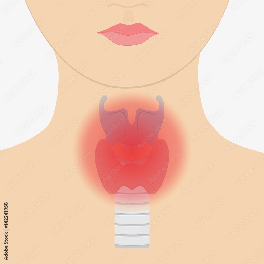 Human larynx anatomy Stock Vector | Adobe Stock